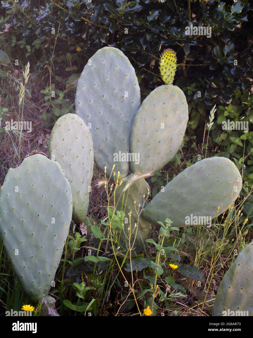Spineless prickly pear cactus hi-res stock photography and images - Alamy