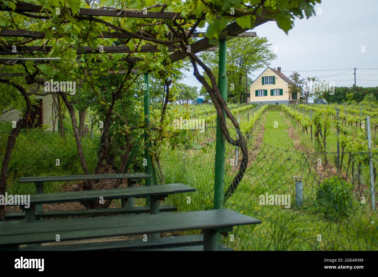 Vineyard in grinzing hi-res stock photography and images - Alamy