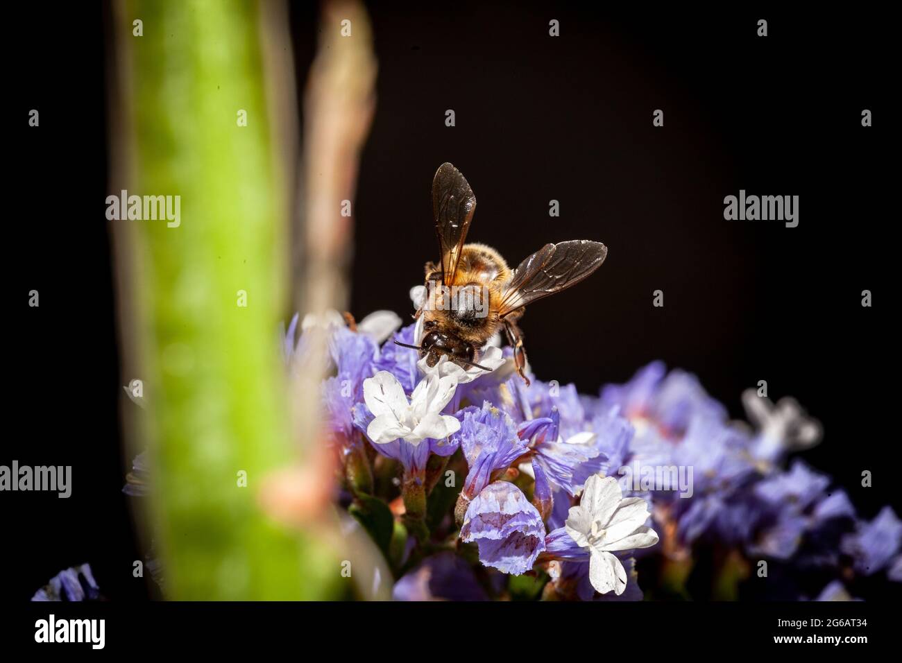pollinating bee on a flower Stock Photo - Alamy