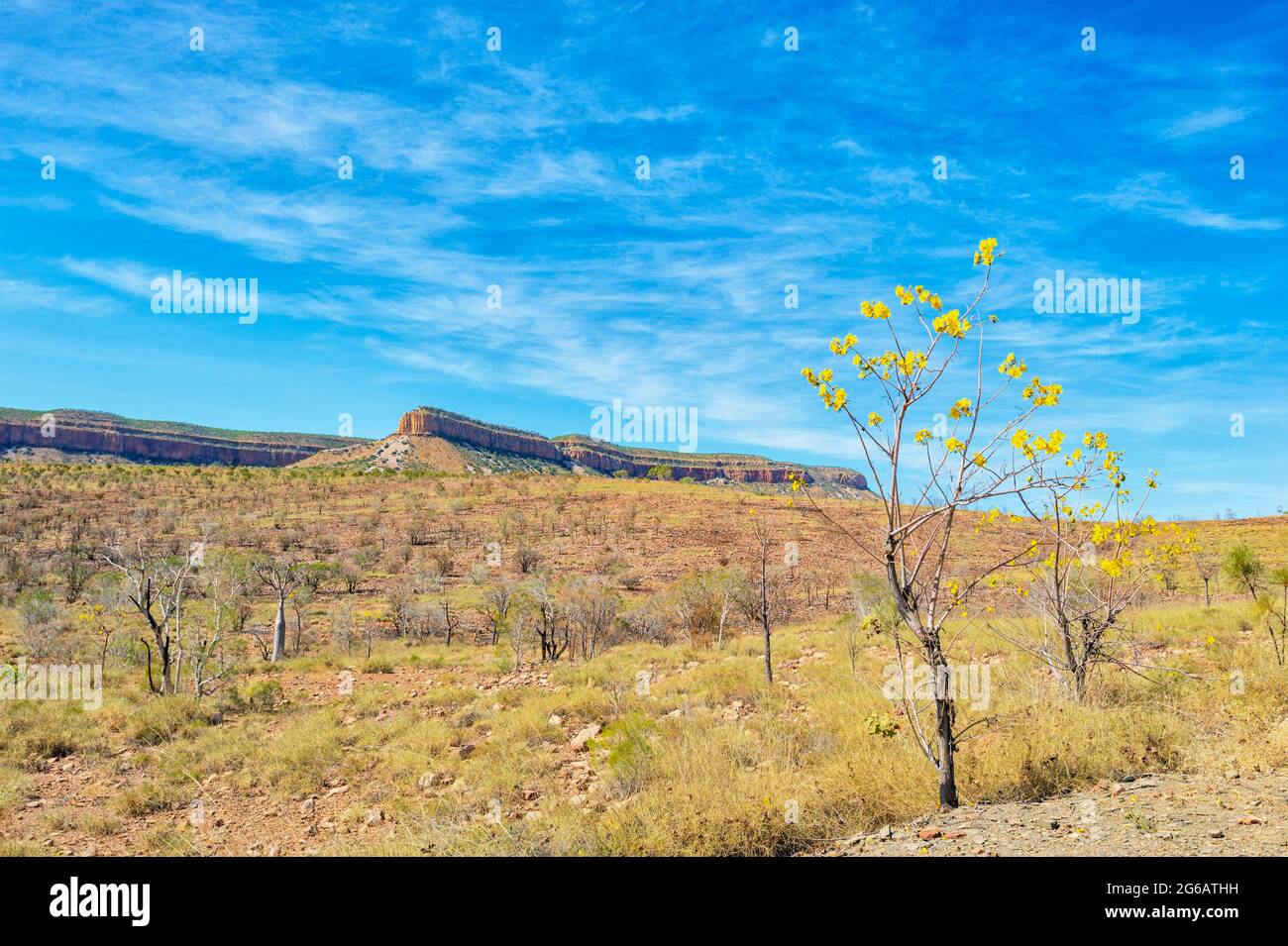 Yellow kapok flowers in front of the scenic Cockburn Range, Gibb River ...