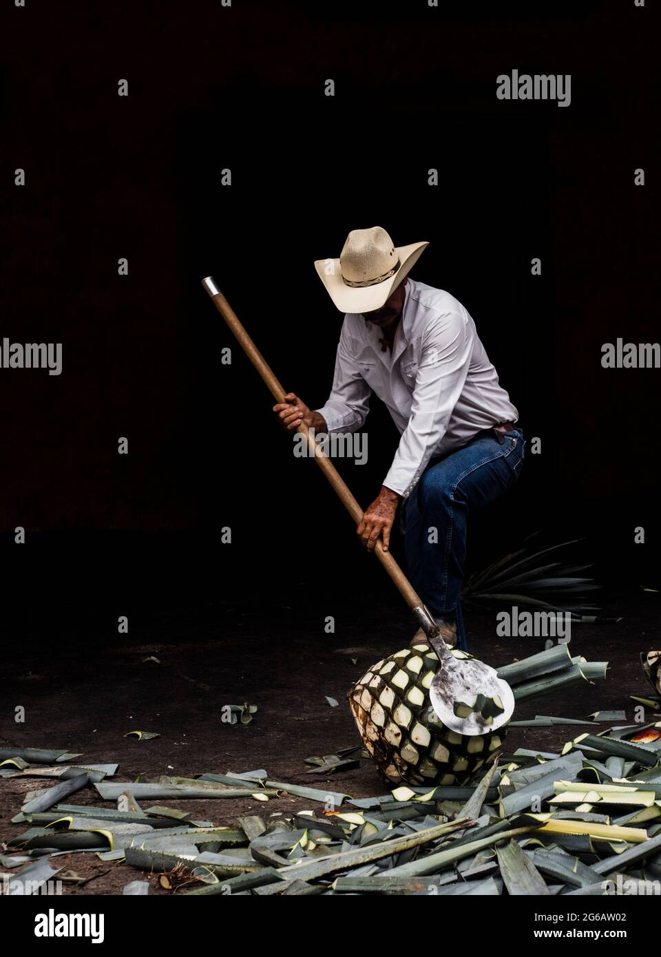 worker removing leaves from blue agave cactus plant in Tequila , Mexico ...