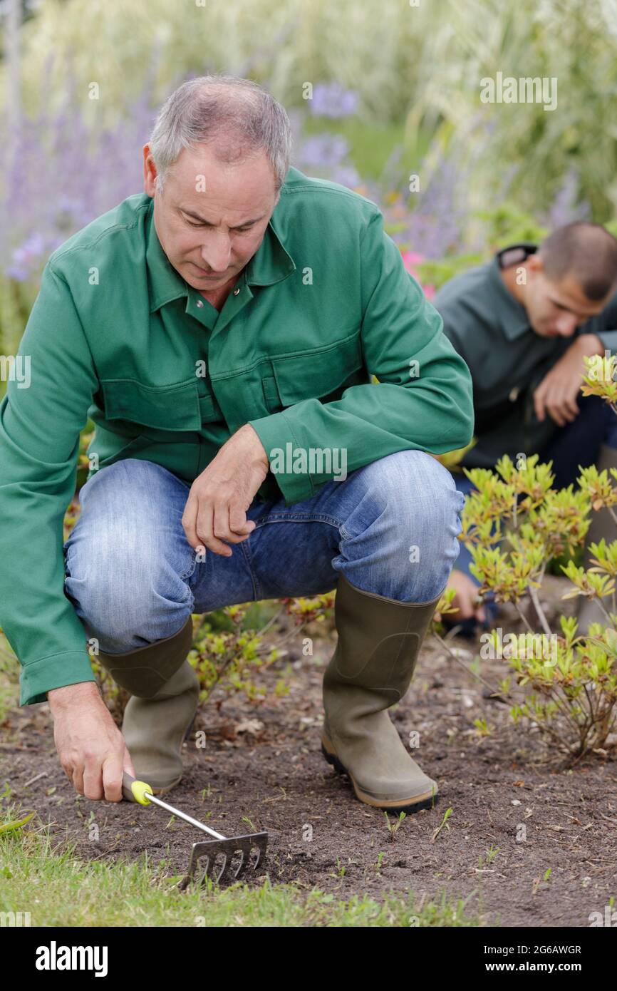 man in garden raking soil Stock Photo - Alamy
