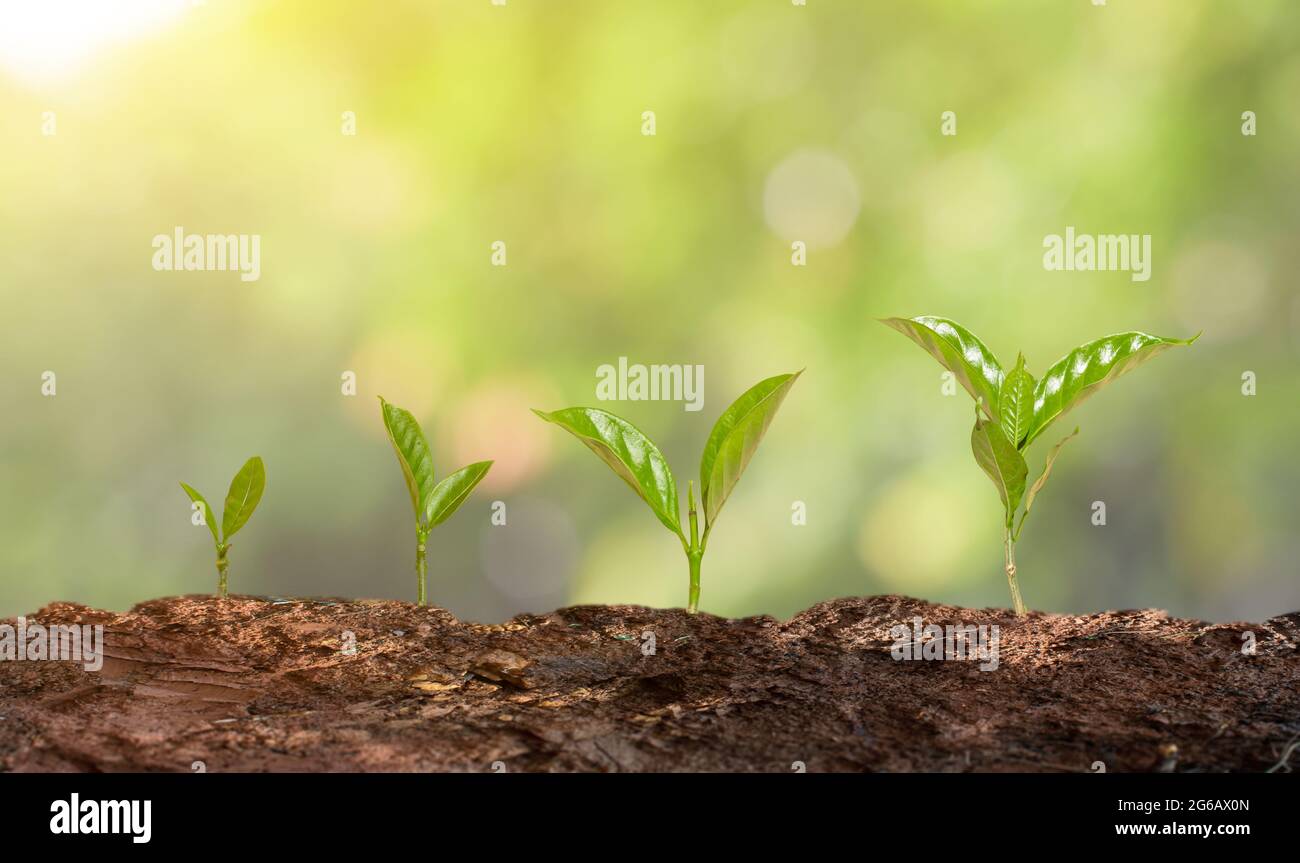 Tree growing earth ecology hi-res stock photography and images - Alamy