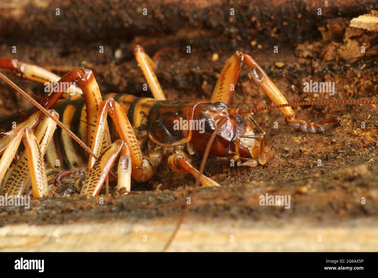 Wellington tree weta (Hemideina crassidens Stock Photo - Alamy