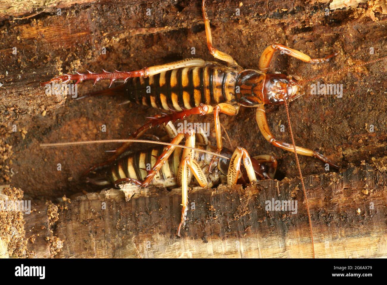 Wellington tree weta (Hemideina crassidens Stock Photo - Alamy