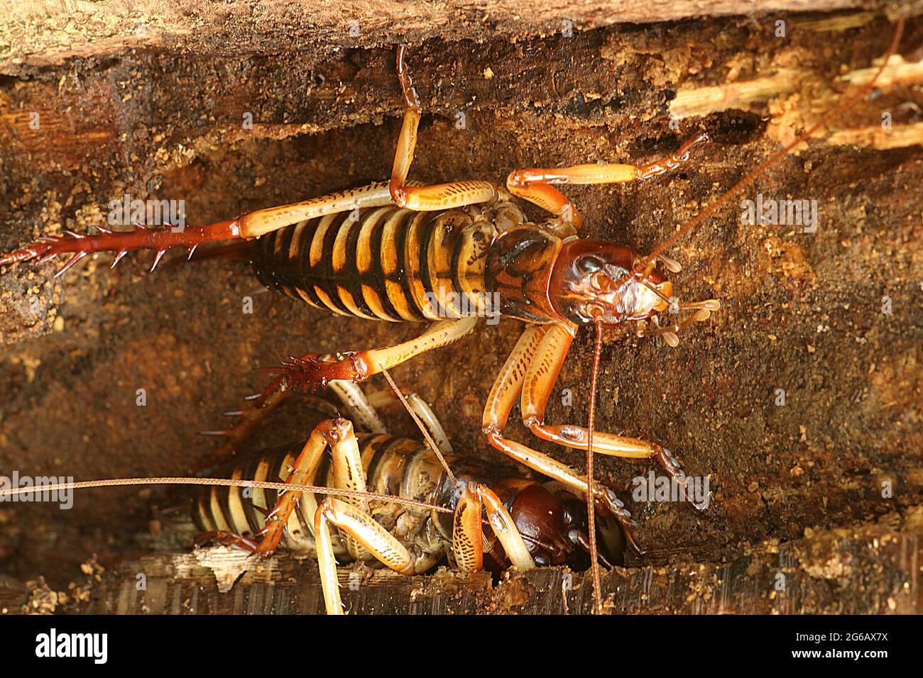 Wellington tree weta (Hemideina crassidens Stock Photo - Alamy