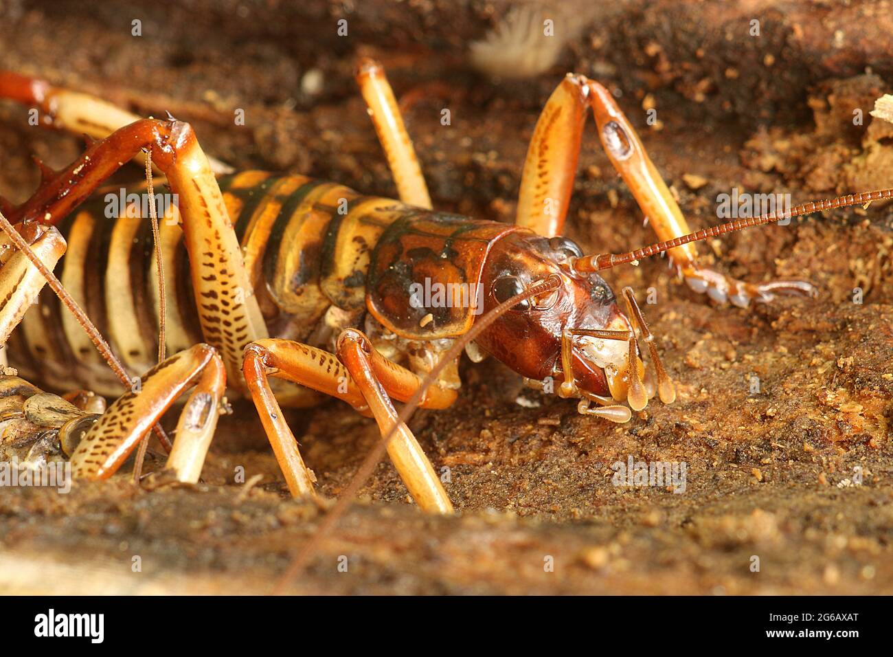 Wellington tree weta (Hemideina crassidens Stock Photo - Alamy