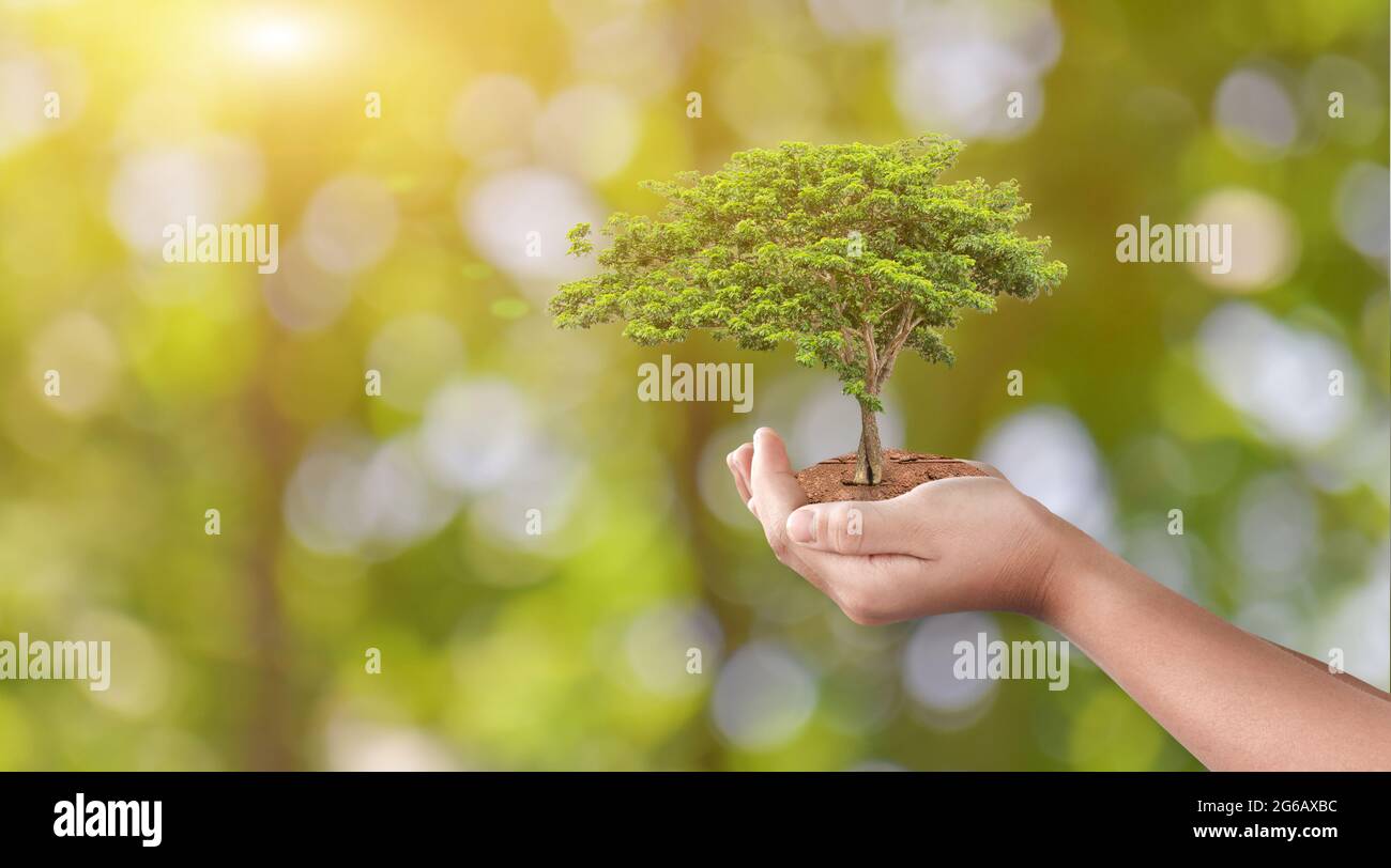 Hand holding tree hi-res stock photography and images - Alamy