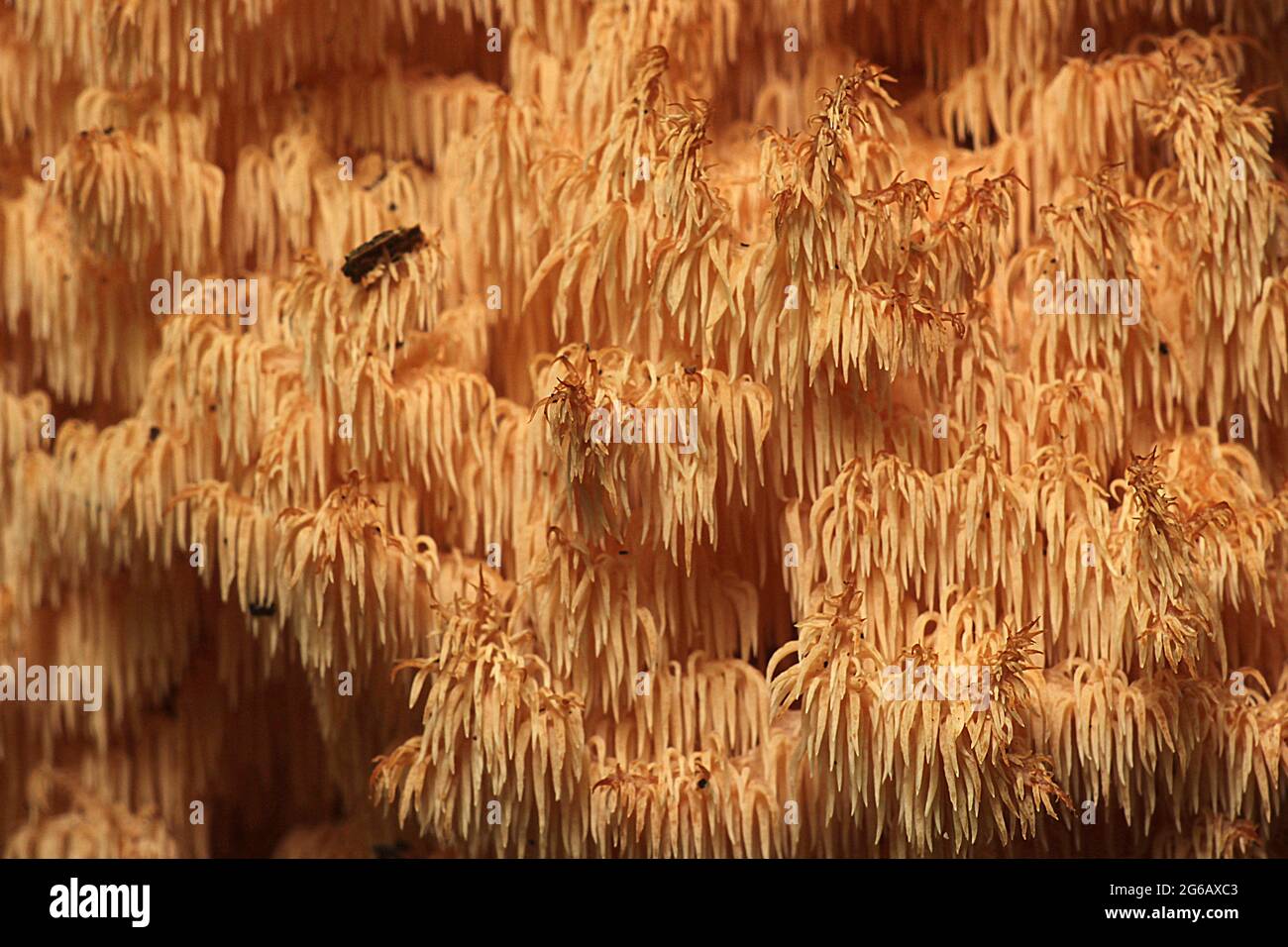 Rat-tail coral tooth fungus (Hericium novae-hollandiae Stock Photo - Alamy