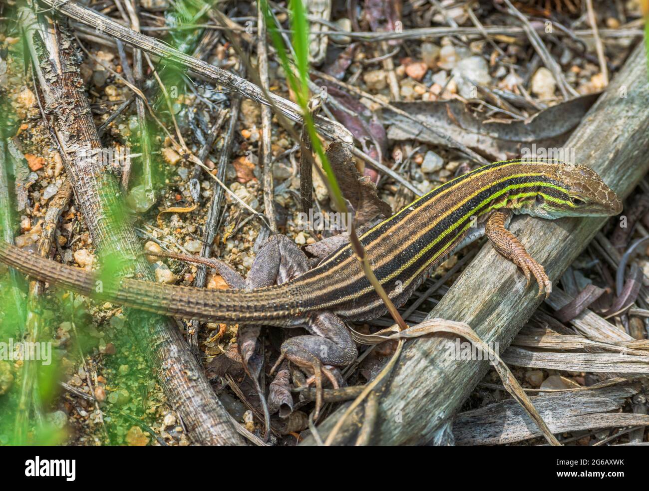 Six-lined Racerunner lizard (Aspidoscelis sexlineata) warming in ...
