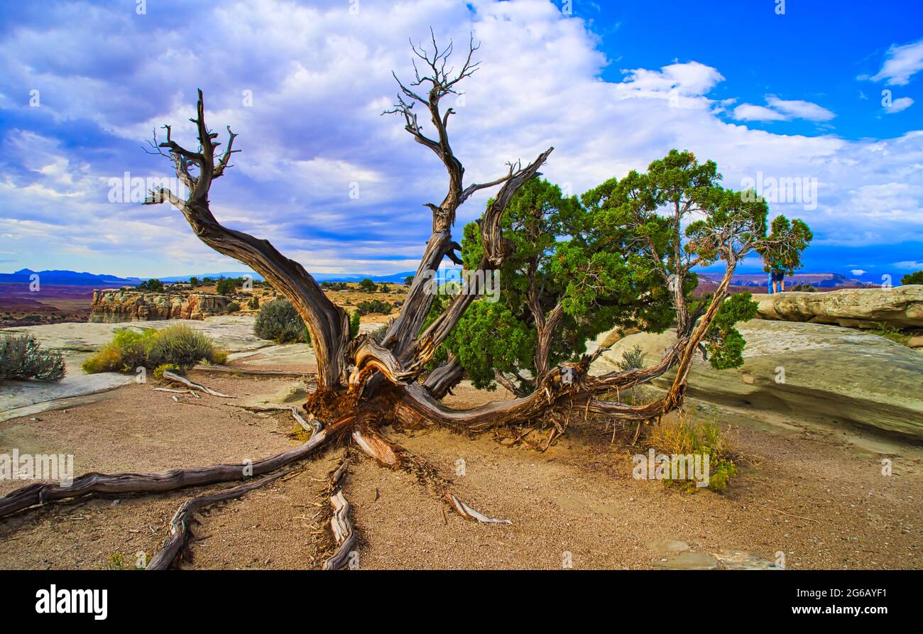 The twisted trees of the desert, located in Arches National Park. The ...
