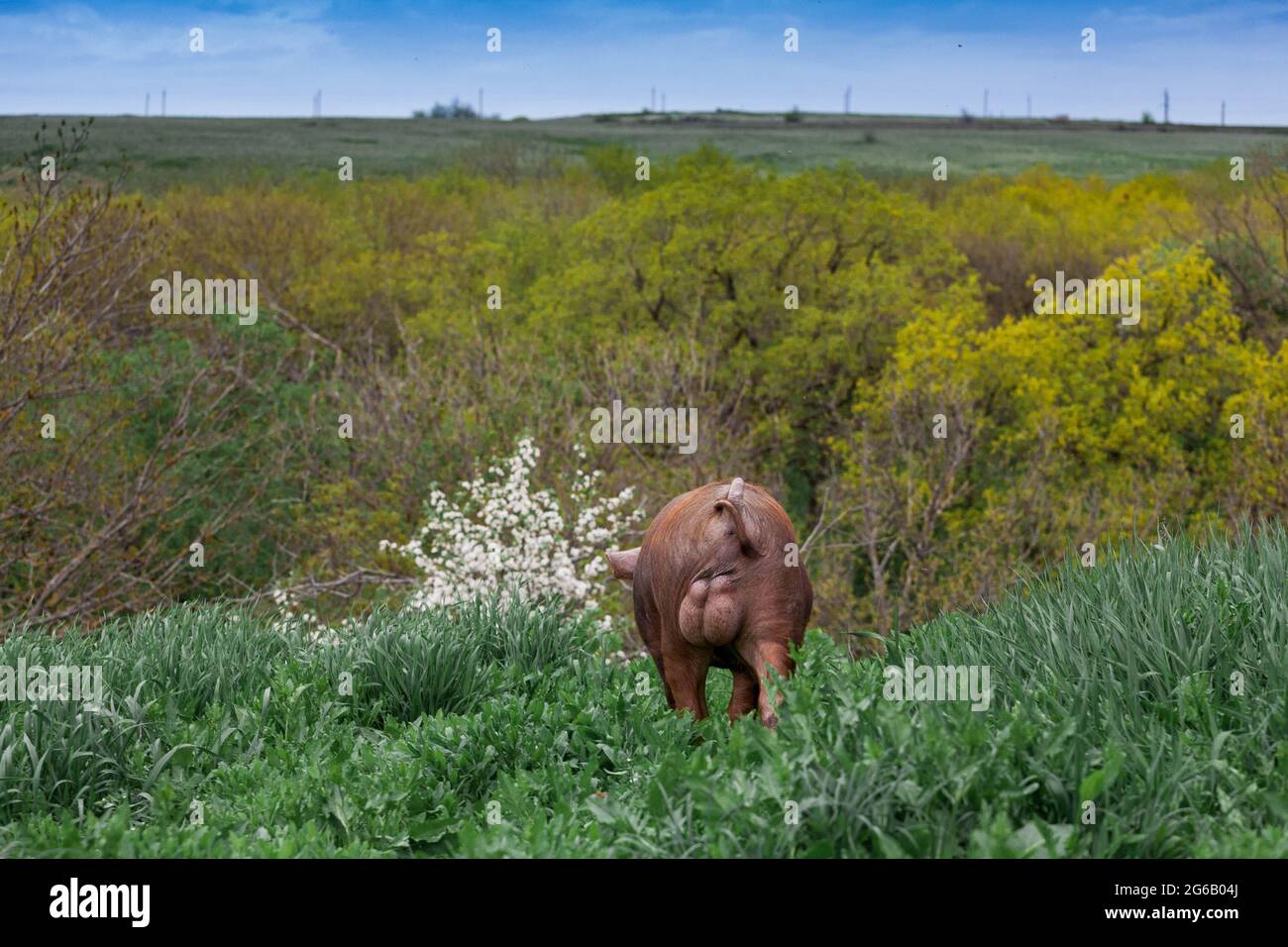 Swirling Pig Tail andLarge Wild Boar Eggs wild pig with dark brown hair ...