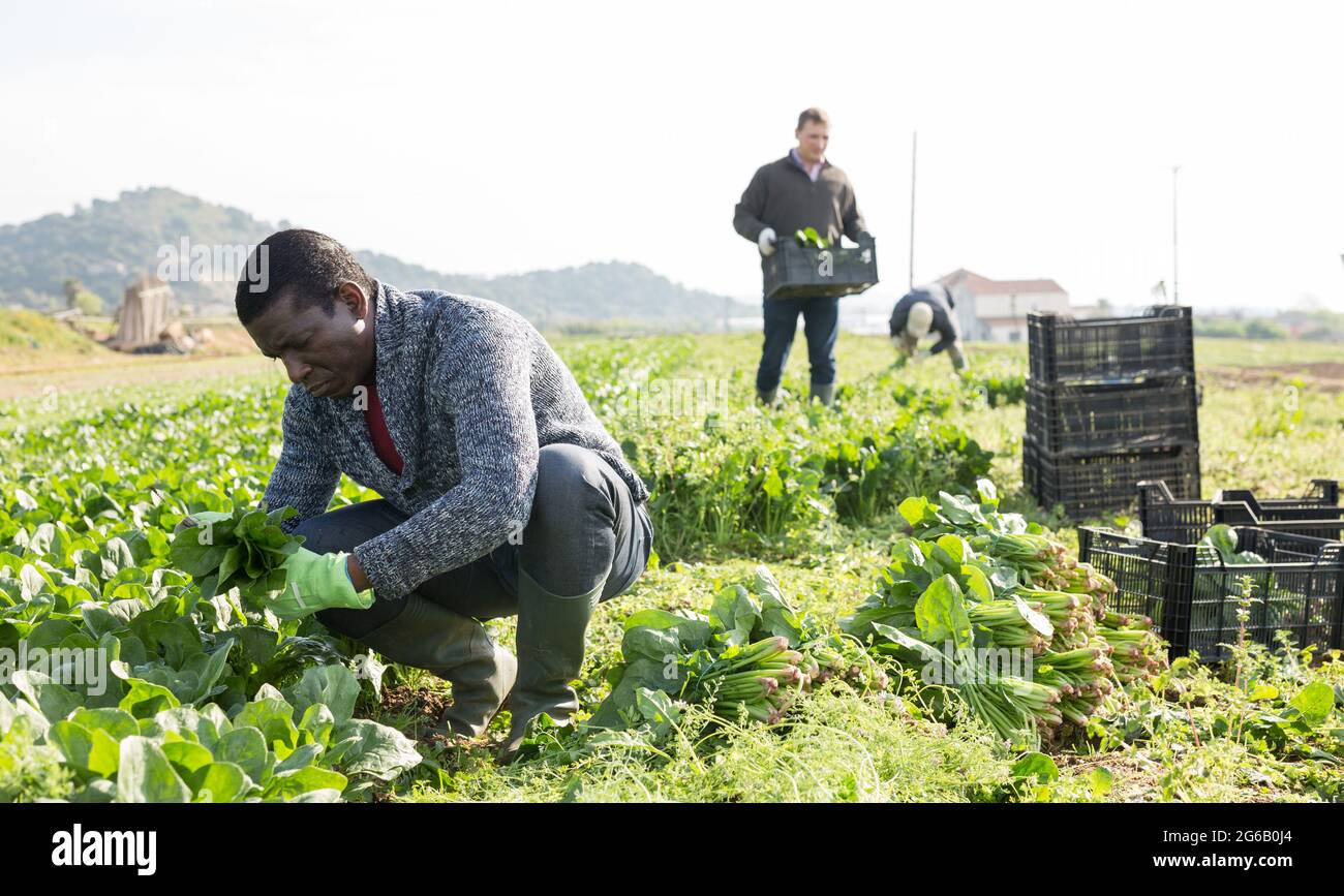 Greenhouse worker carrying box spinach hi-res stock photography and ...