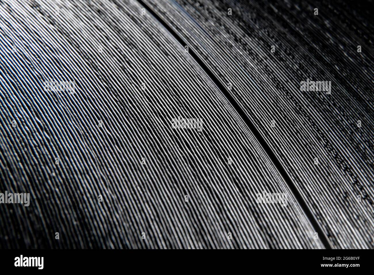 macro shot of a vinyl record track texture Stock Photo - Alamy