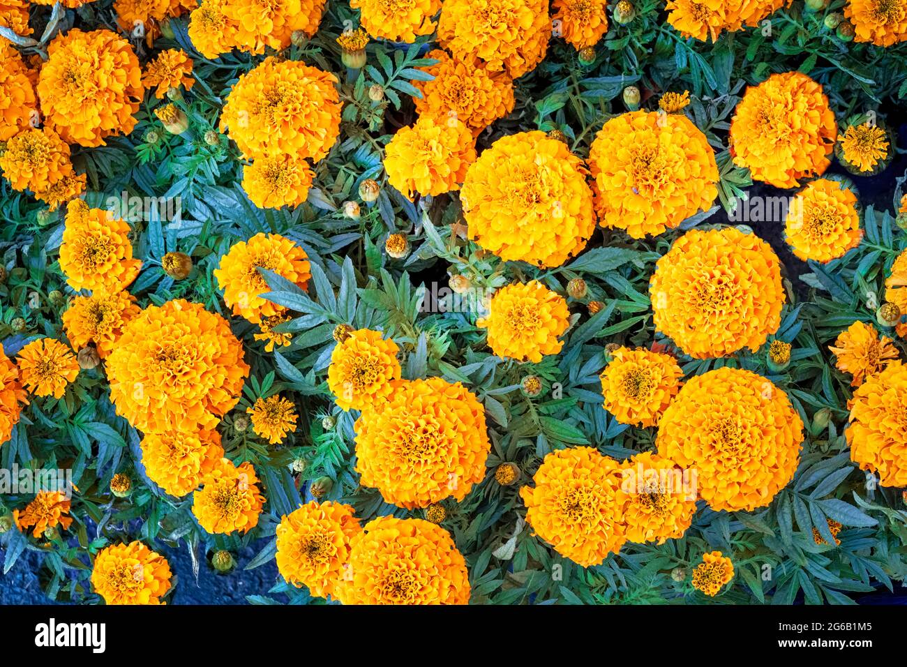 A bunch of marigold flowers (Tagetes erecta, Mexican, Aztec or African ...
