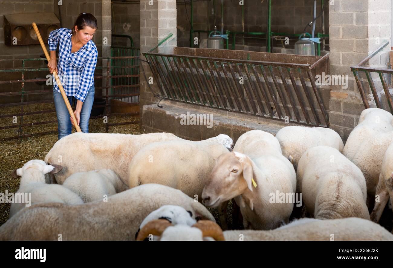 Cleaning sheep hi-res stock photography and images - Alamy