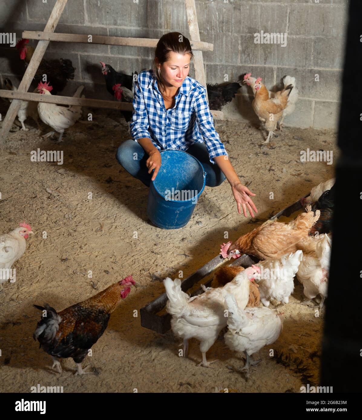 Young woman feeding hens in a chicken coop Stock Photo - Alamy
