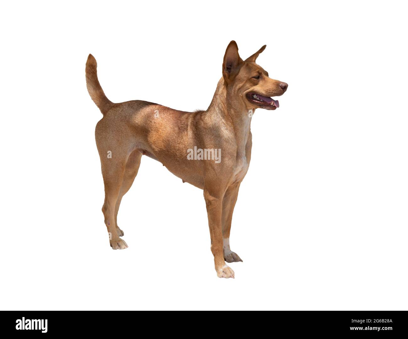 Domestic brown dog standing and looking forward to find something on ...