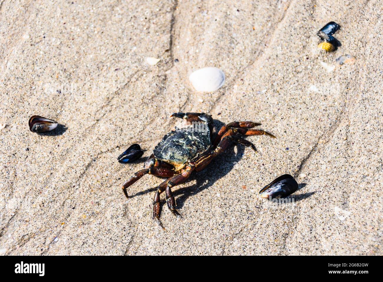 Closeup of a crab and seashells on the beach under the sunlight Stock ...