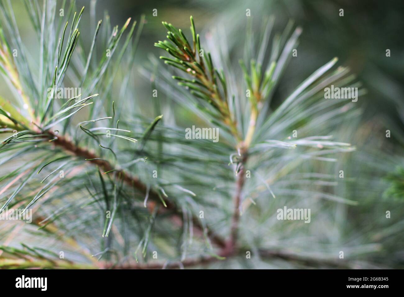 Pine Tree Tips Hi res Stock Photography And Images Alamy pine-tree-tips-hi-res-stock-photography-and-images-alamy