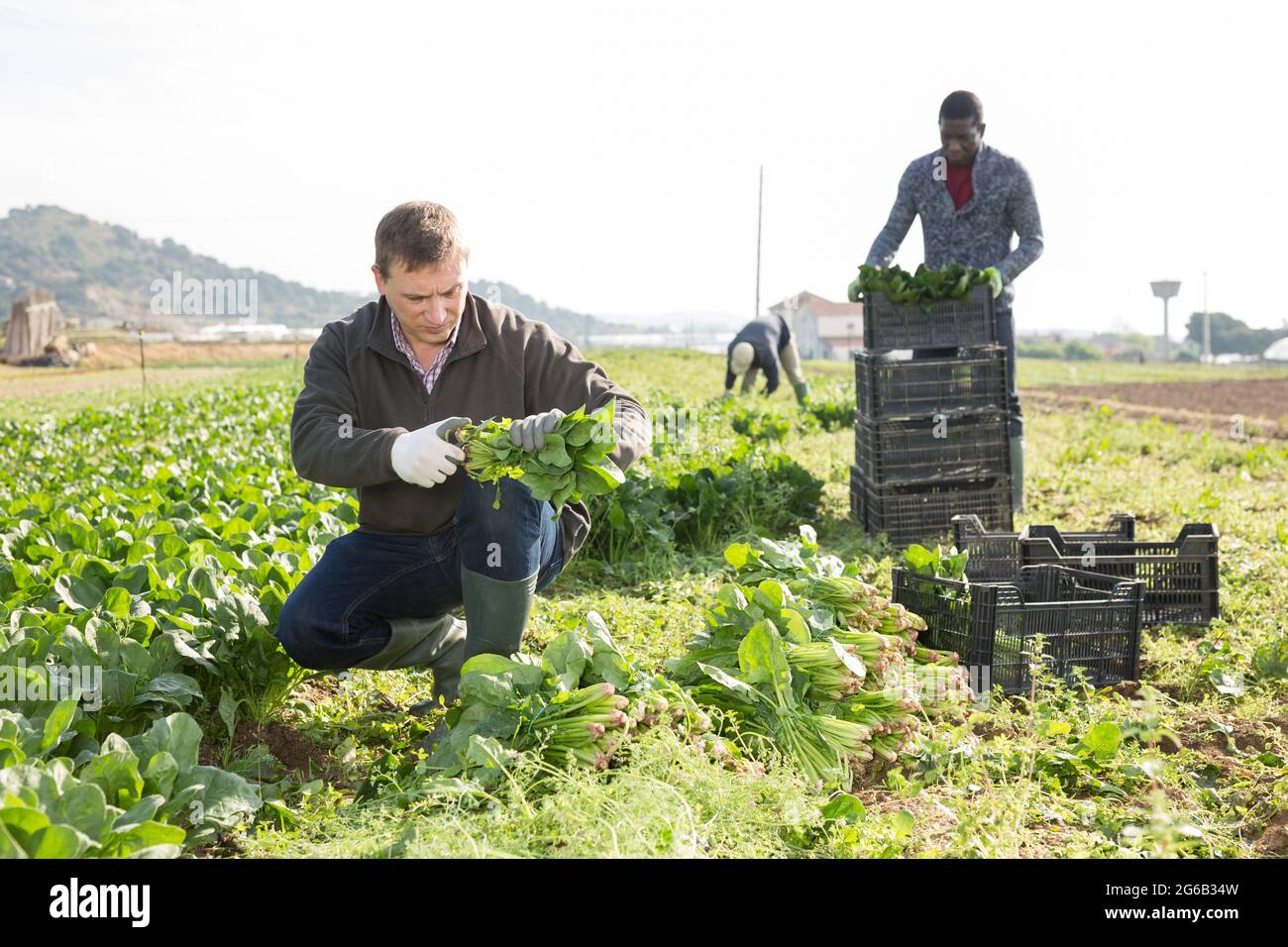 Farm worker cutting spinach on field Stock Photo - Alamy