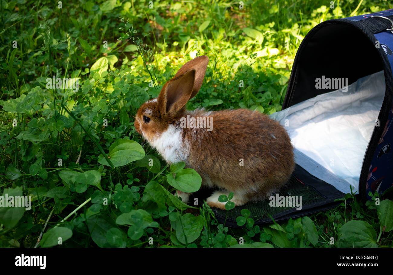 Rabbit carrier hi-res stock photography and images - Alamy