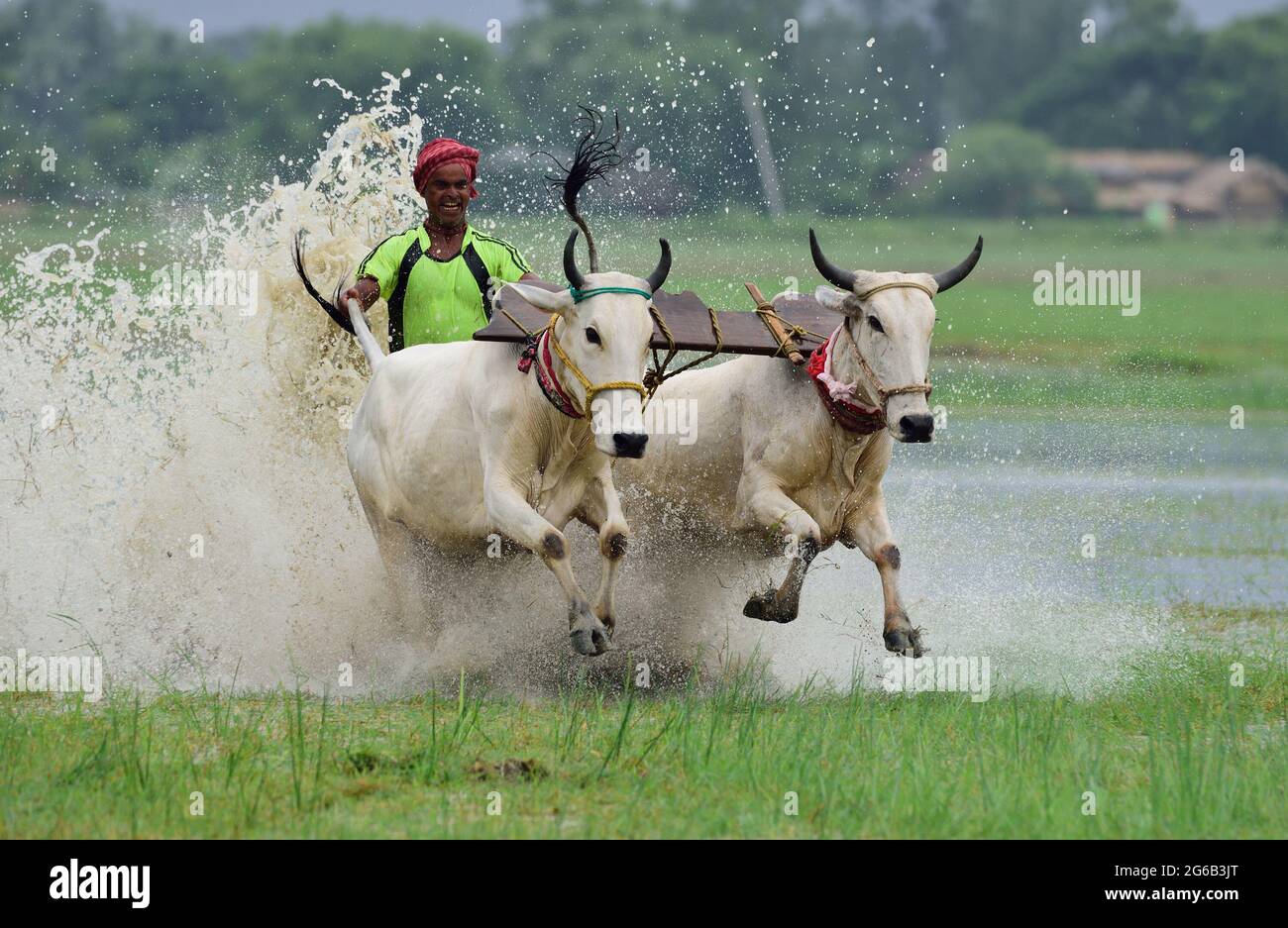 Moichara or Bull race is a rural festival where a pair of bulls race ...