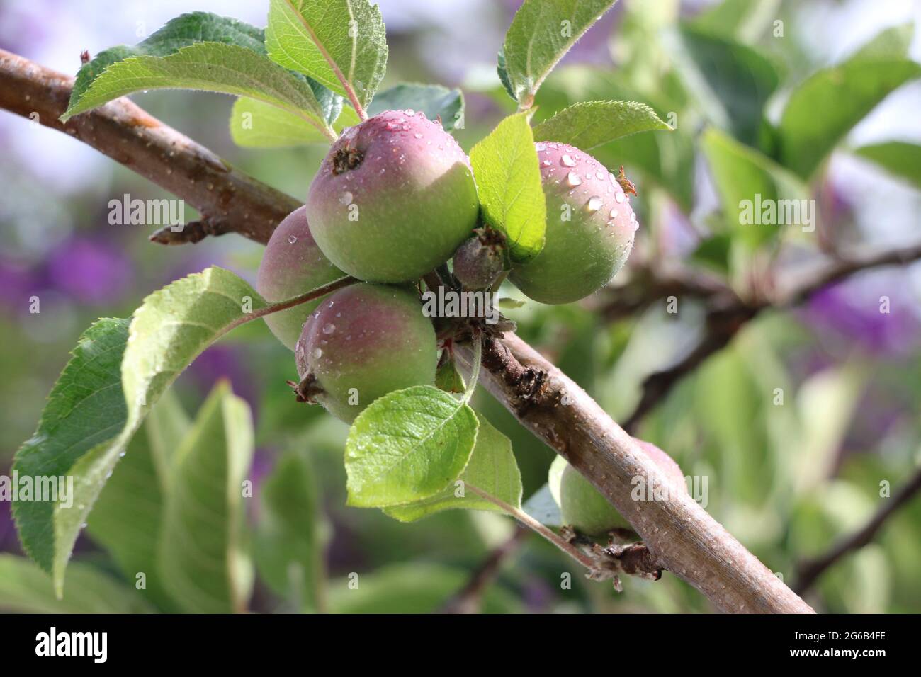 Beautiful, small pink apples with raindrops, early spring Stock Photo ...