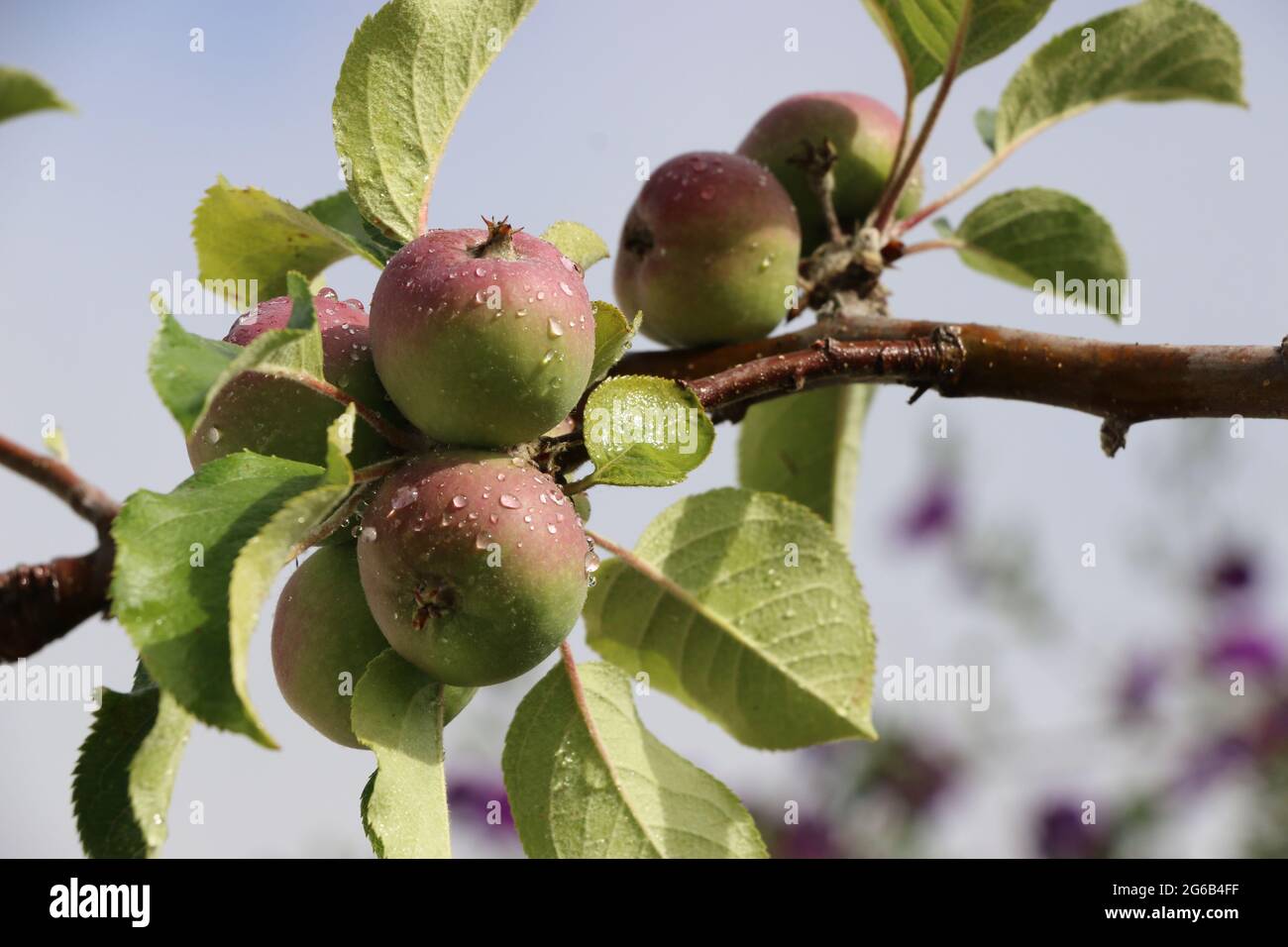 Back yard fruit tree hi-res stock photography and images - Alamy