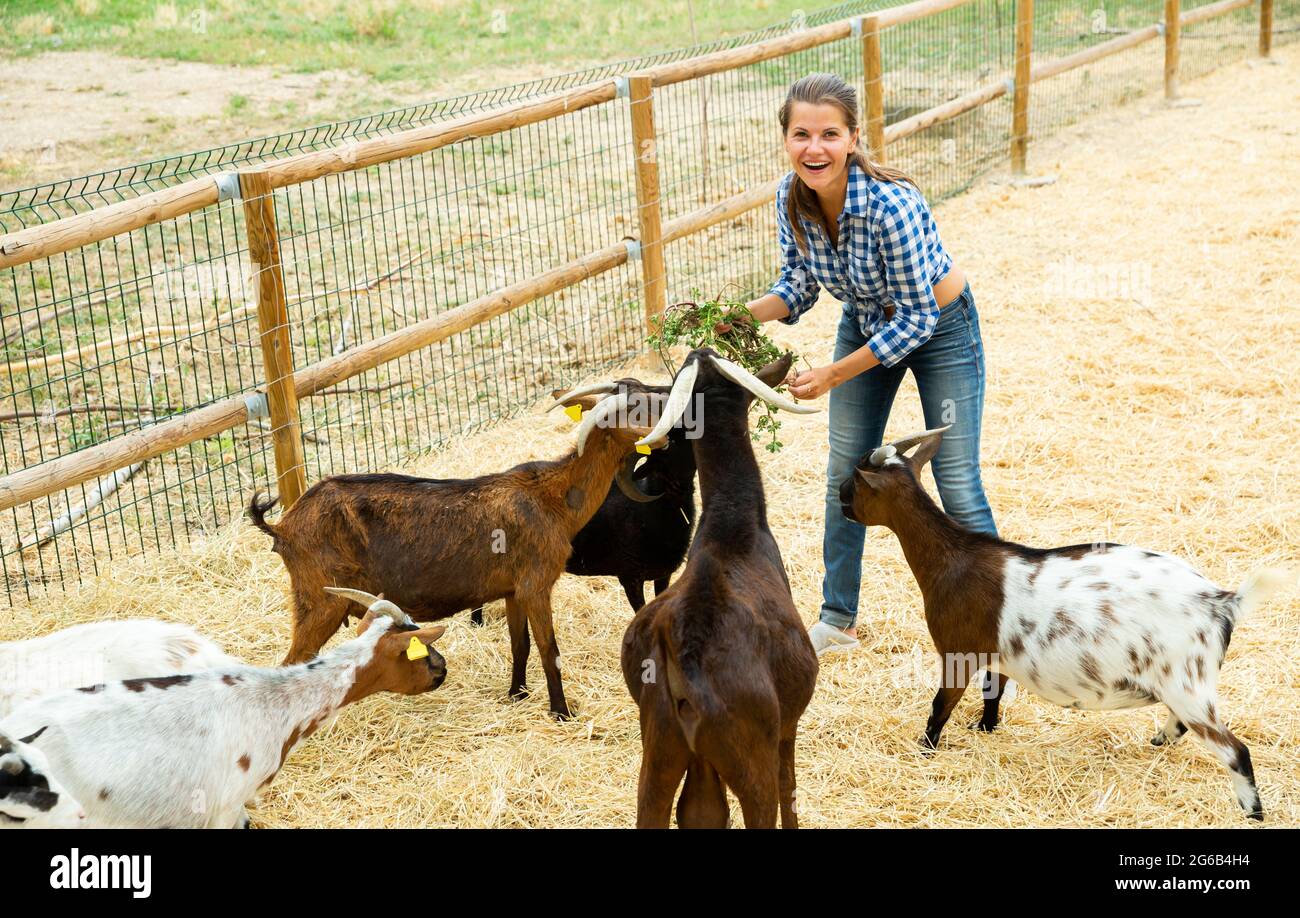 Female farm owner taking care of goats at sunny day Stock Photo - Alamy