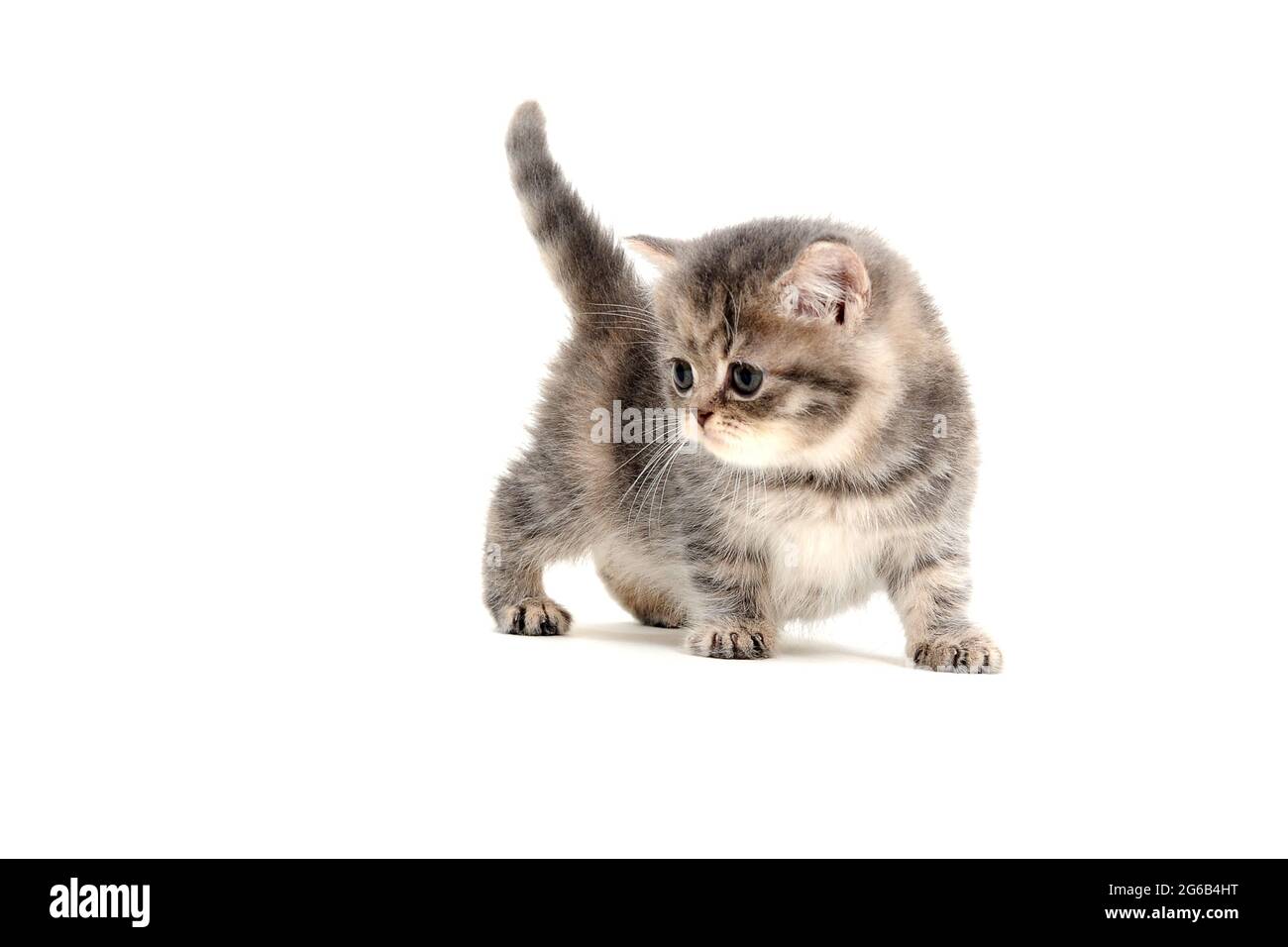 a gray spotted purebred kitten stands on a white isolated background ...