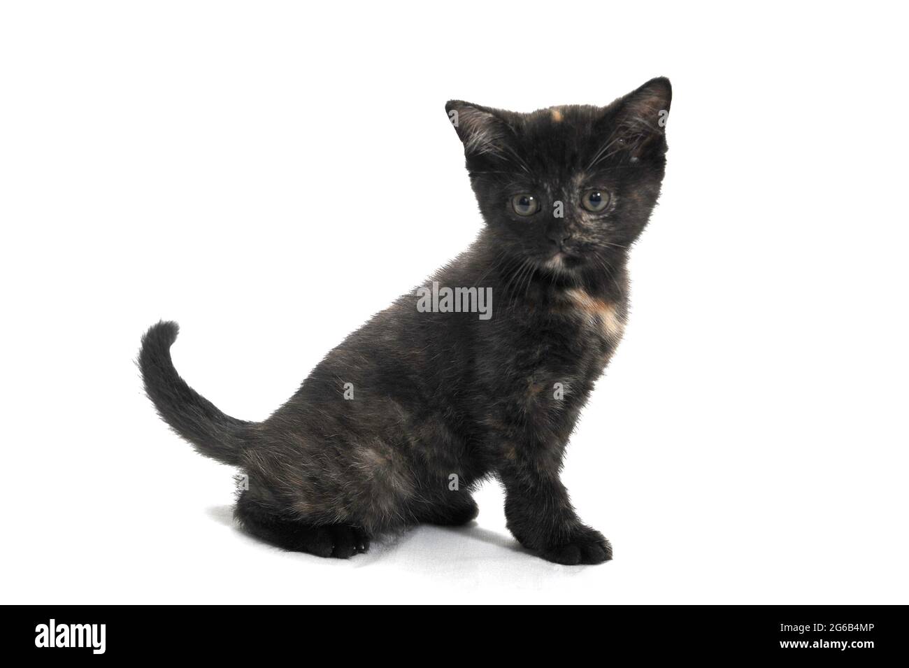 a black spotted purebred kitten sits on a white isolated background ...