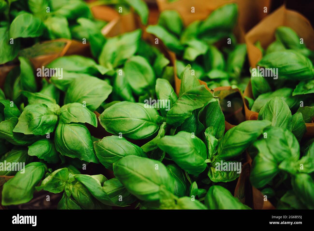 Beautiful juicy green basil close-up. Traditions of Italian cuisine ...