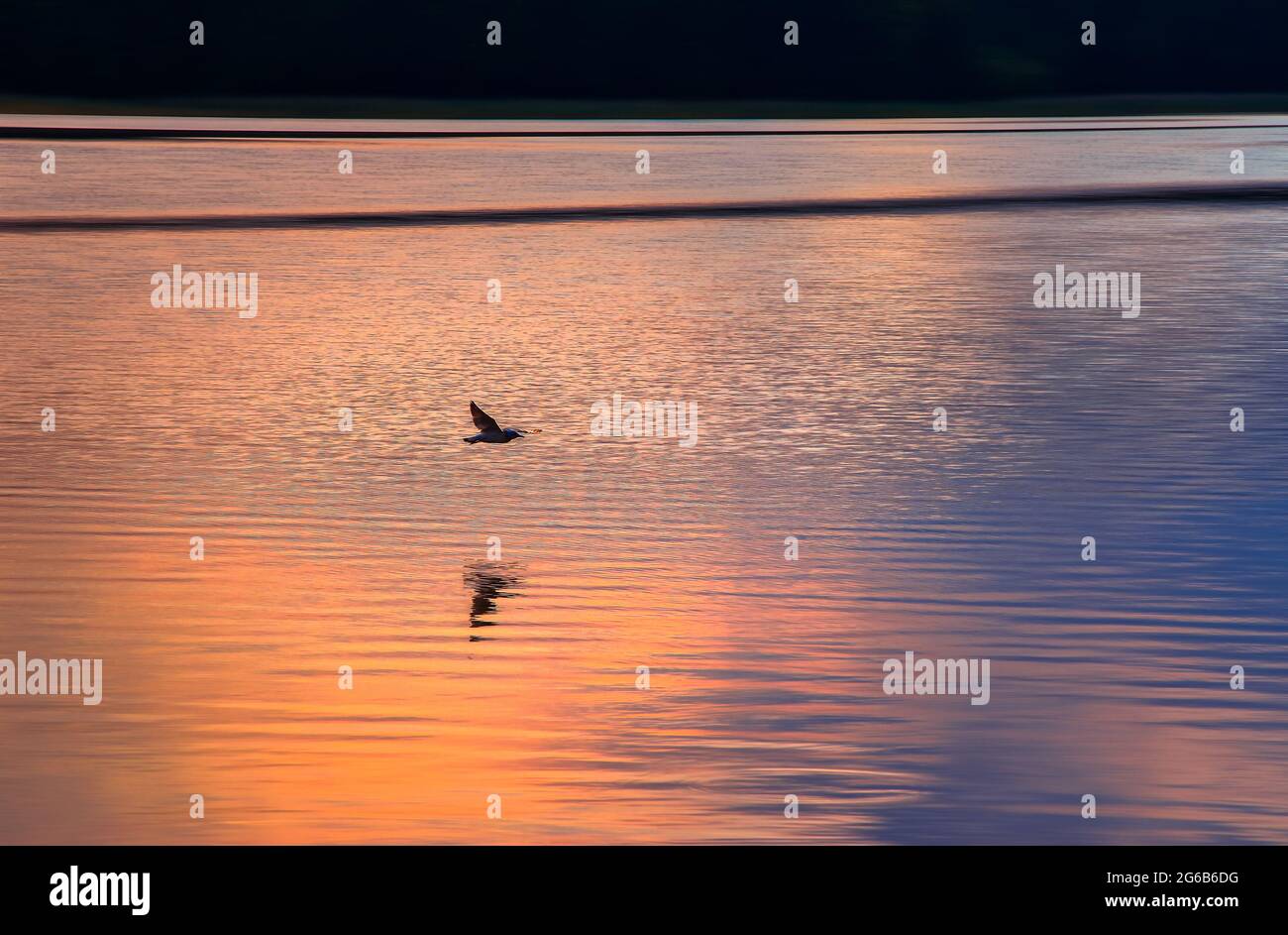 Bird flying over the lake during the sunset Stock Photo - Alamy