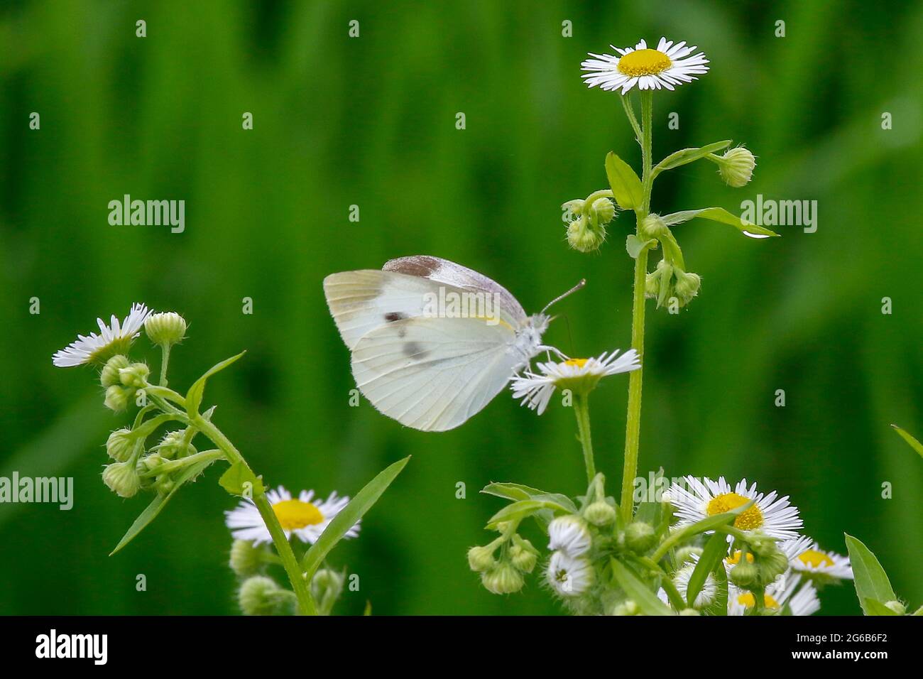 Sangju, South Korea. July 4, 2021-Sangju, South Korea-A White butterfly ...
