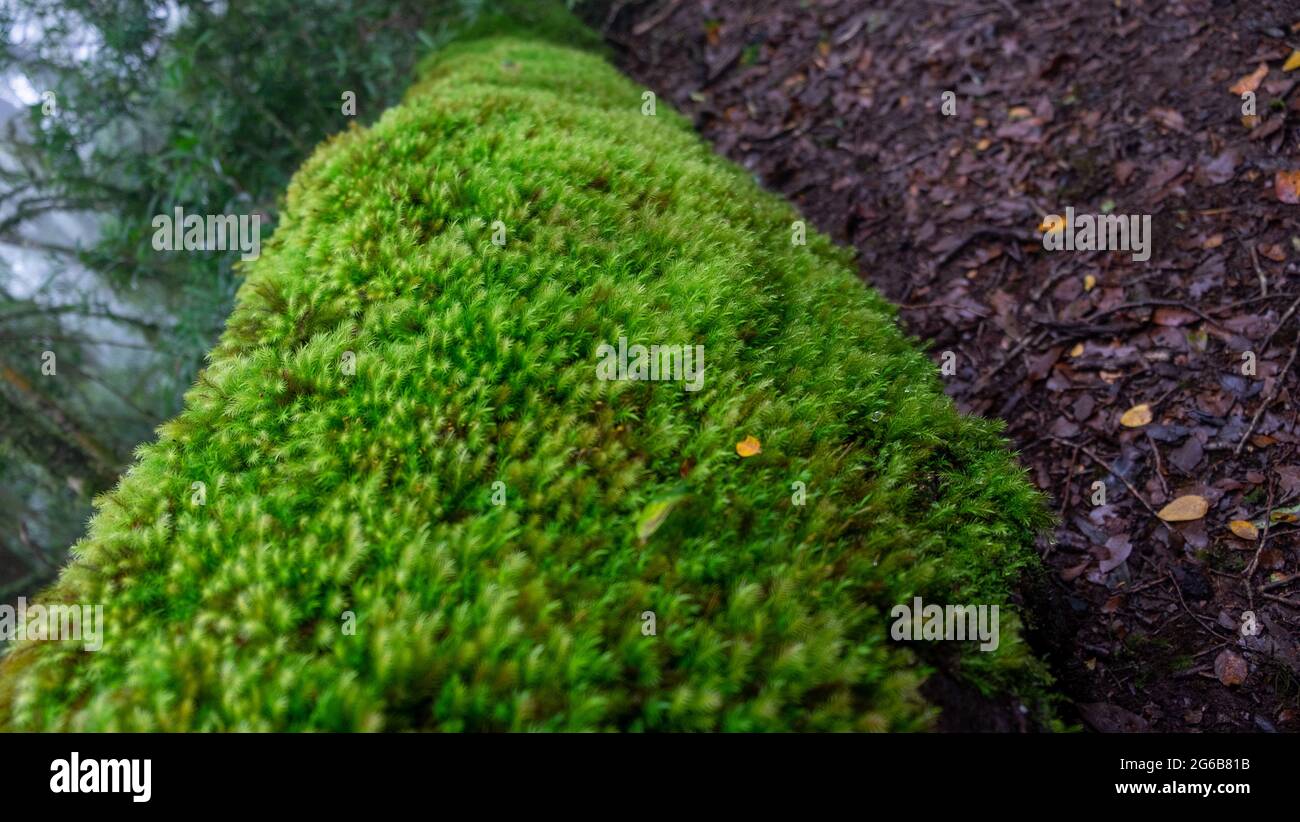 Moss and lichen covered tree hi-res stock photography and images - Alamy