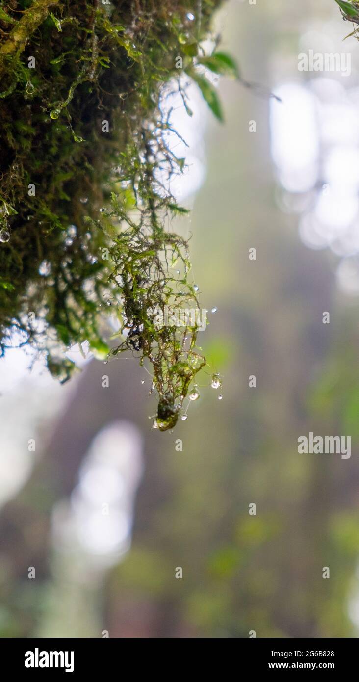 Moisture droplets on moss Stock Photo - Alamy