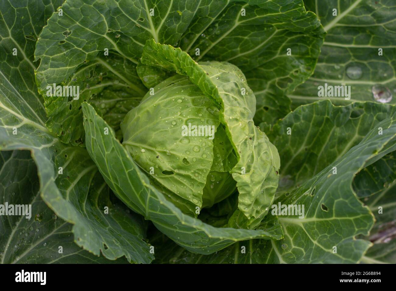 Cabbage grows in the garden. Agricultural industry. Growing cabbage ...