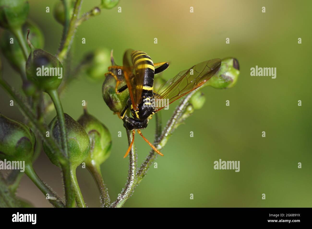 Figwort Sawfly (Tenthredo scrophulariae), family Common sawflies ...