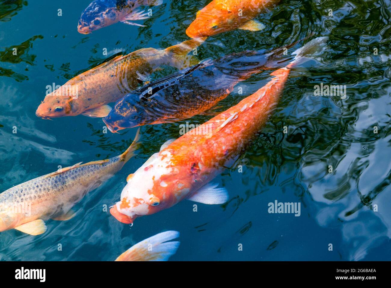 Beautiful schools of fish hi-res stock photography and images - Alamy