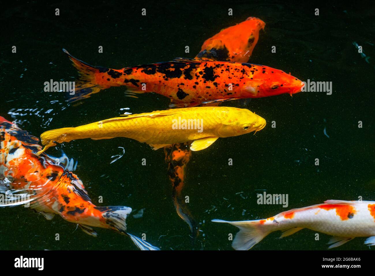 Beautiful schools of fish hi-res stock photography and images - Alamy