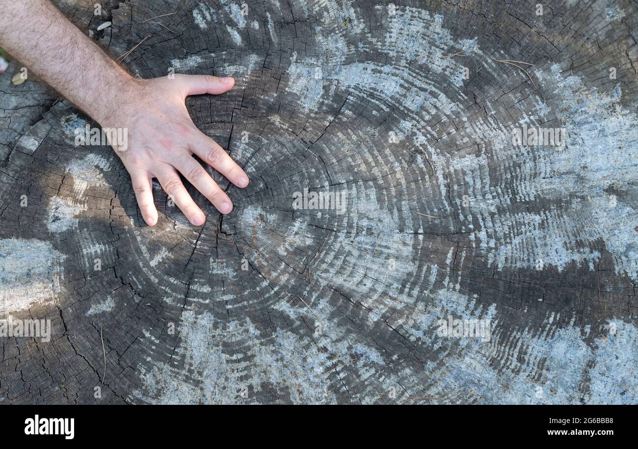 A hand touching the rings of a tree trunk Stock Photo - Alamy