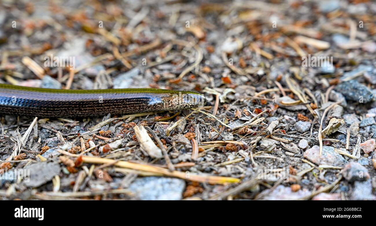 closeup on a slow-worm on gravel road Stock Photo - Alamy
