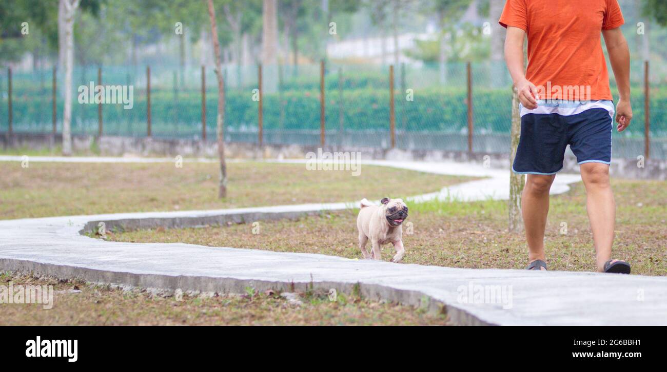 Walking pug hi-res stock photography and images - Alamy