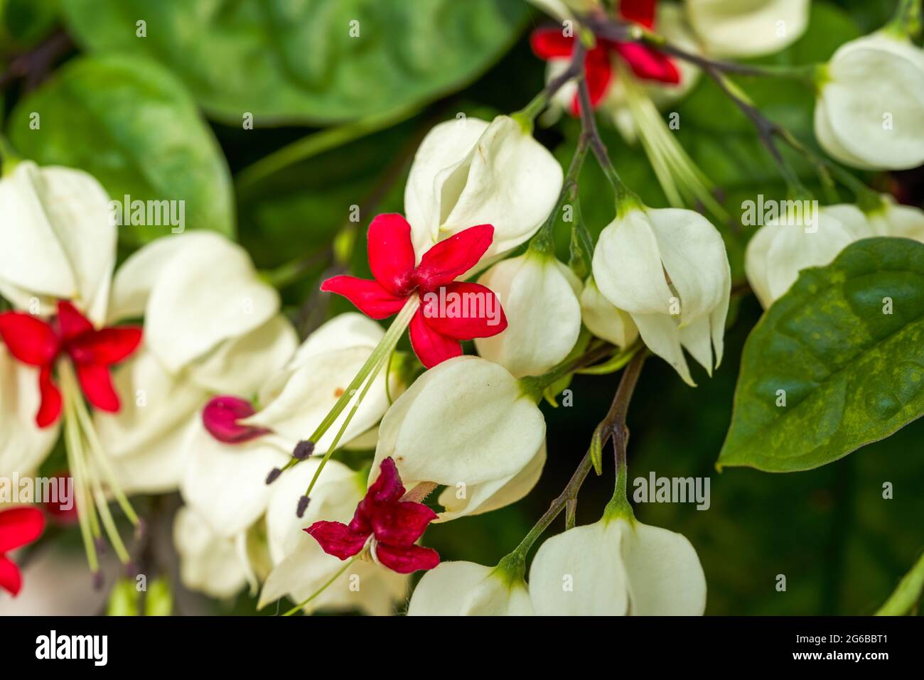 Floral dragon spit hi-res stock photography and images - Alamy