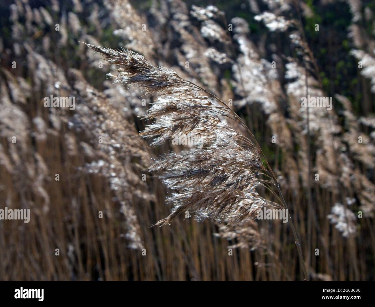 Common Reed seed head, Phragmites australis Stock Photo - Alamy
