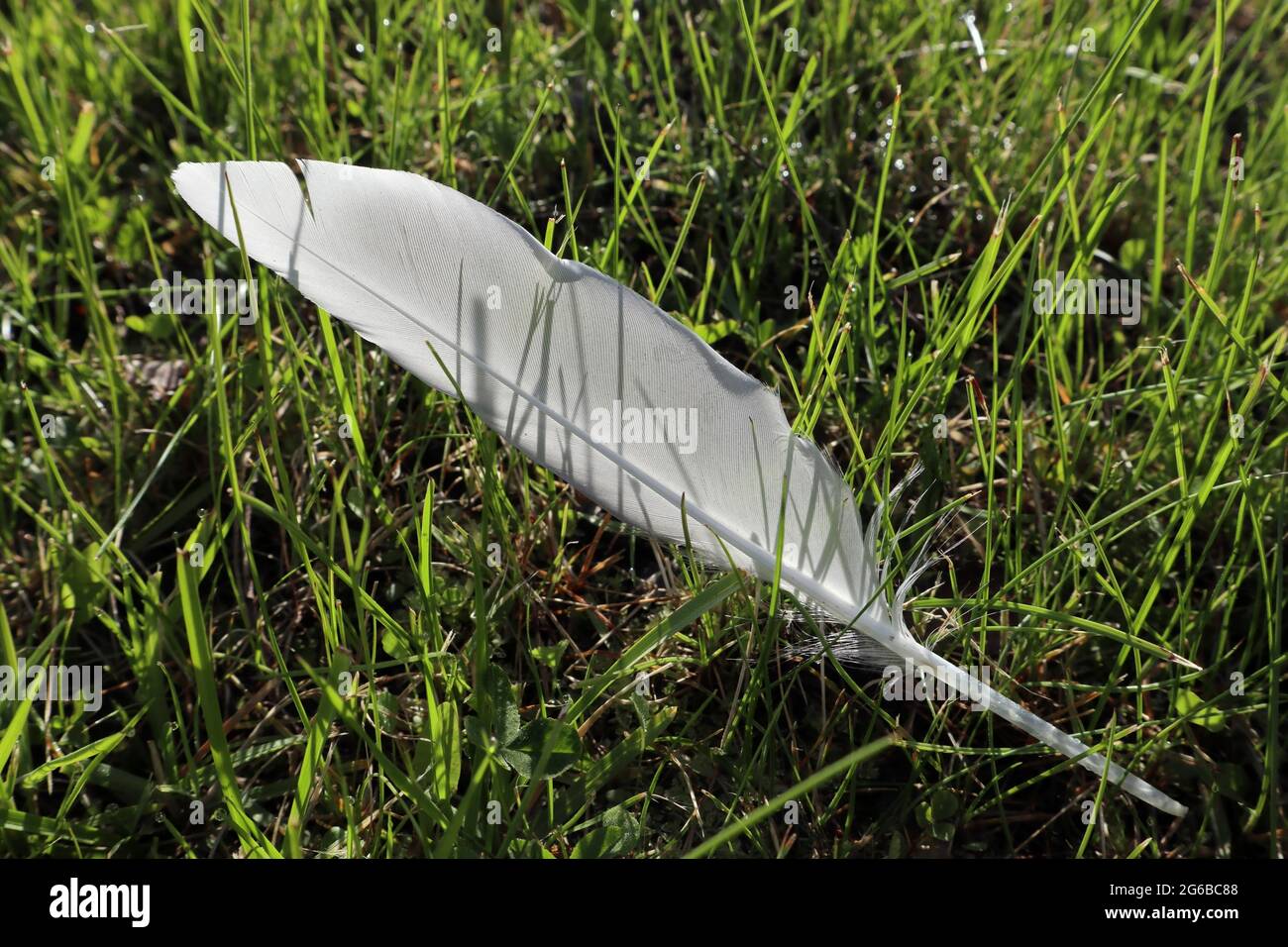 white feather on lawn Stock Photo - Alamy