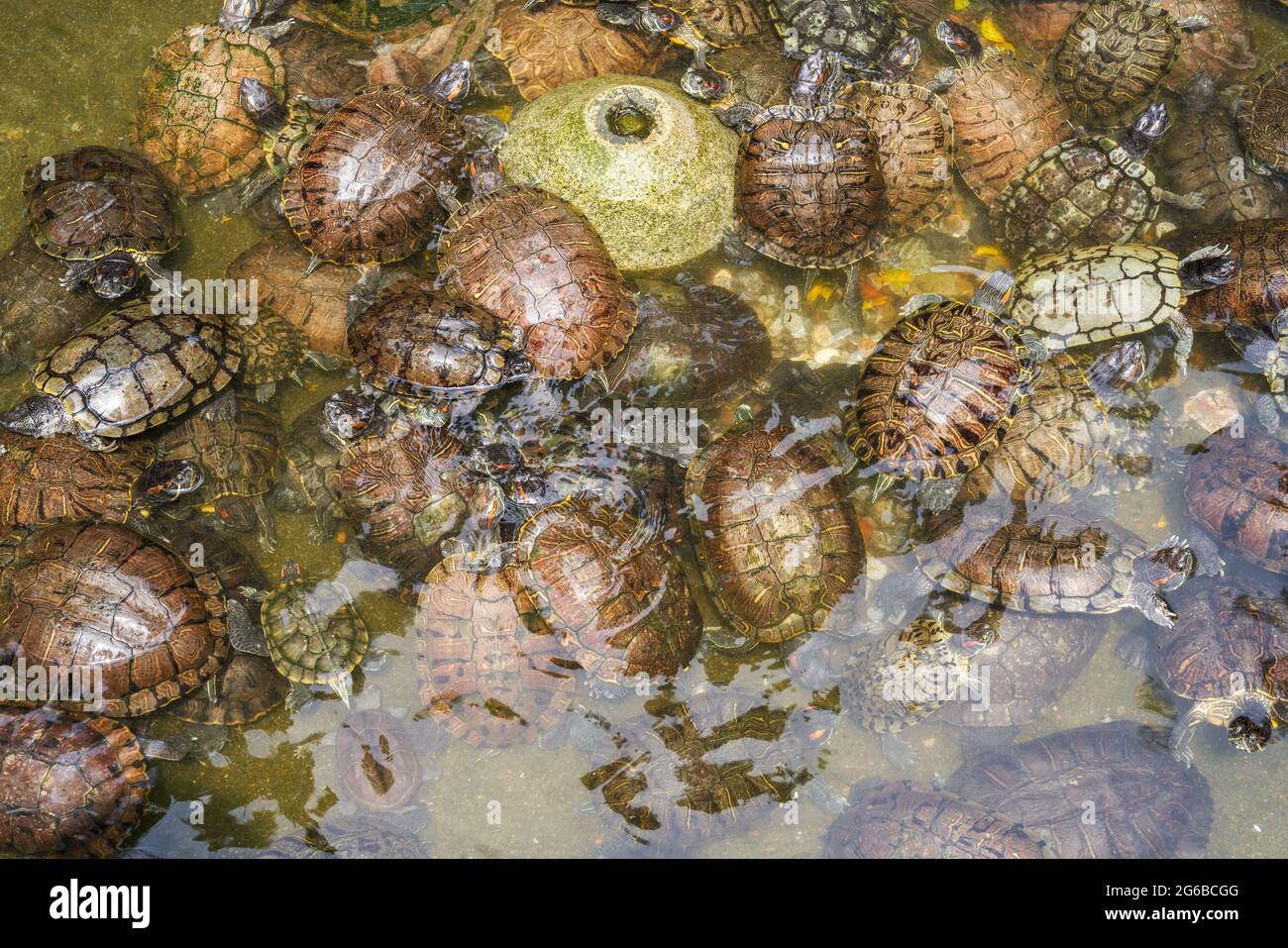 Groups of golden tortoises in the turtle pond, Brazilian tortoise Stock ...