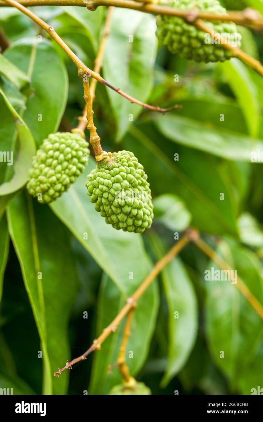 Immature green lychee fruit on the lychee tree Stock Photo - Alamy