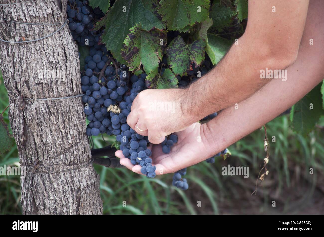 Picking grapes in a vineyard hi-res stock photography and images - Alamy